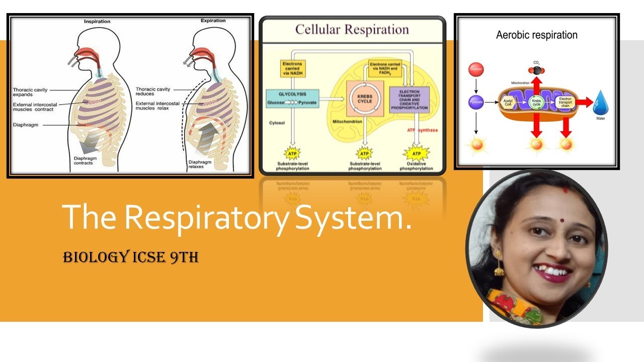 The Respiratory System I Grade 9th I ICSE I Biology I Part 1 I ...