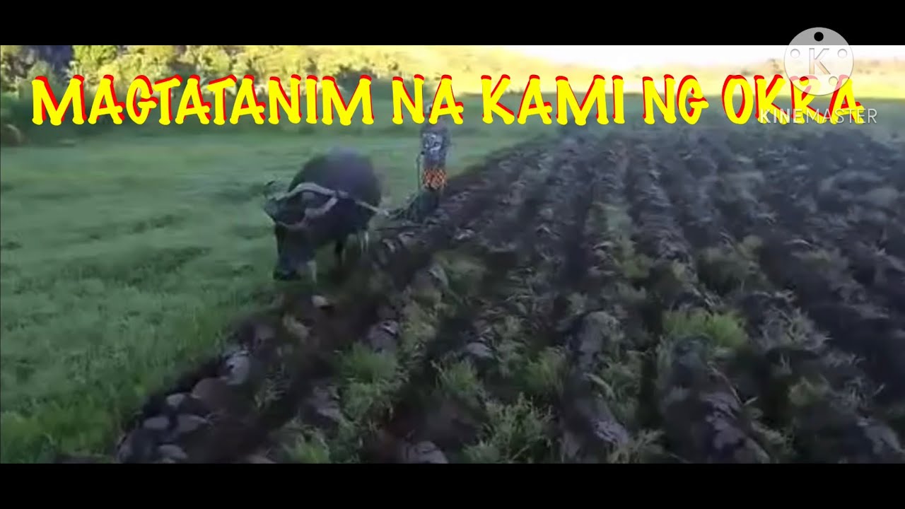 MAGTATANIM NA KAMI NG OKRA - YouTube