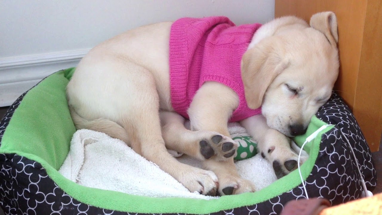 Snoring Labrador Puppy ASMR - YouTube