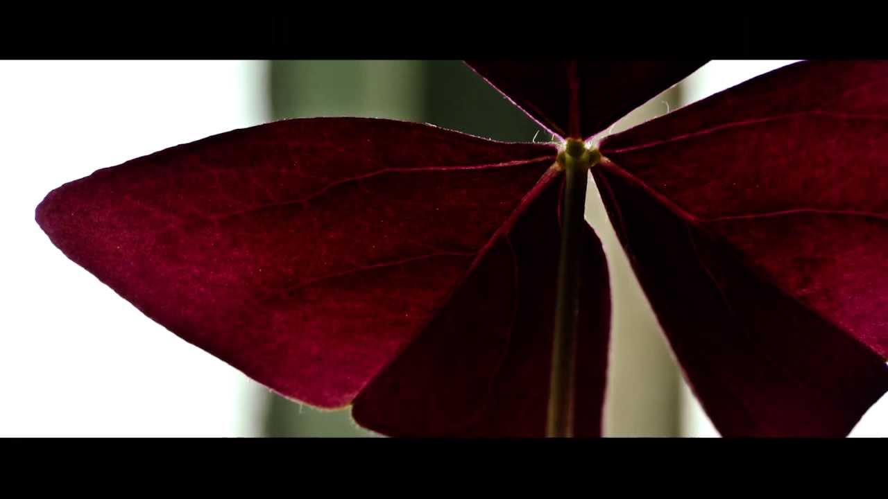 Photonasty - YouTube