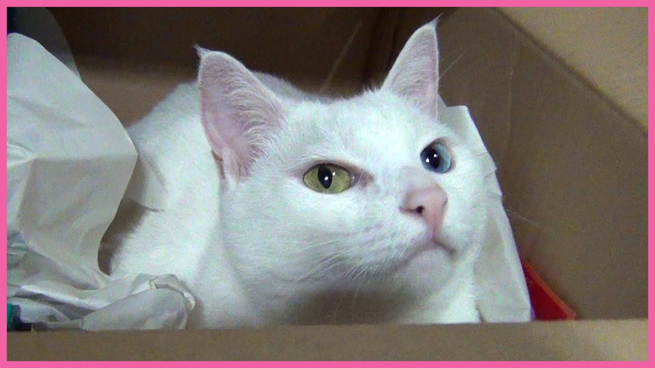 アマゾンの箱に、すかさず入る白猫ユキ White cat Yuki wants to enter Amazon box - YouTube
