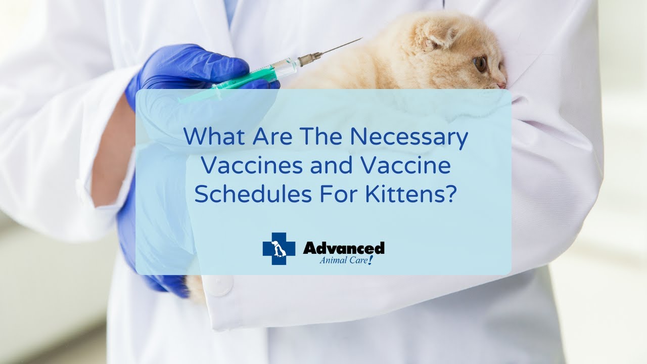 What Are The Necessary Vaccines and Vaccine Schedules For Kittens ...