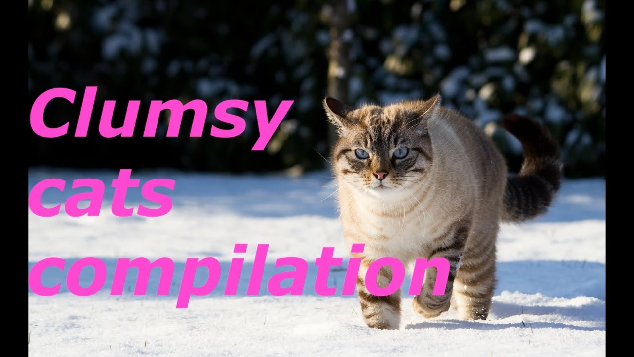 Clumsy Cats **CUTE** - YouTube