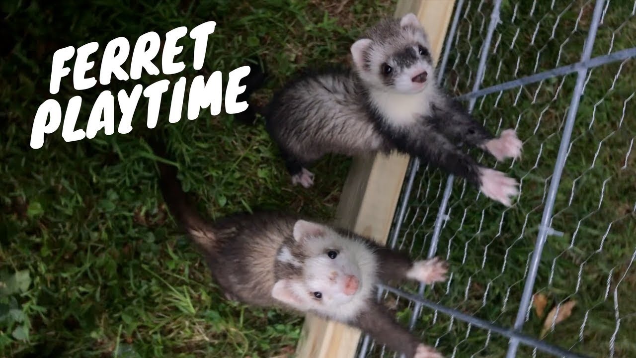 Tito's New Ferret Friends! - YouTube