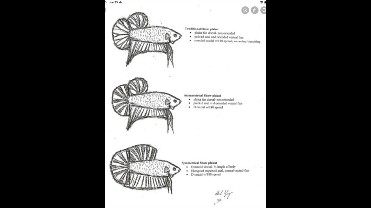 Mate bettero genética del pez betta formas - YouTube