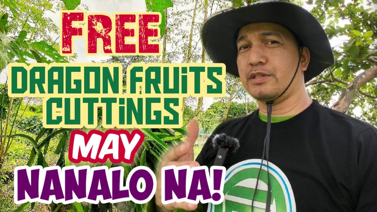 Dragon Fruits Cuttings Winner | Mykovam Application - YouTube