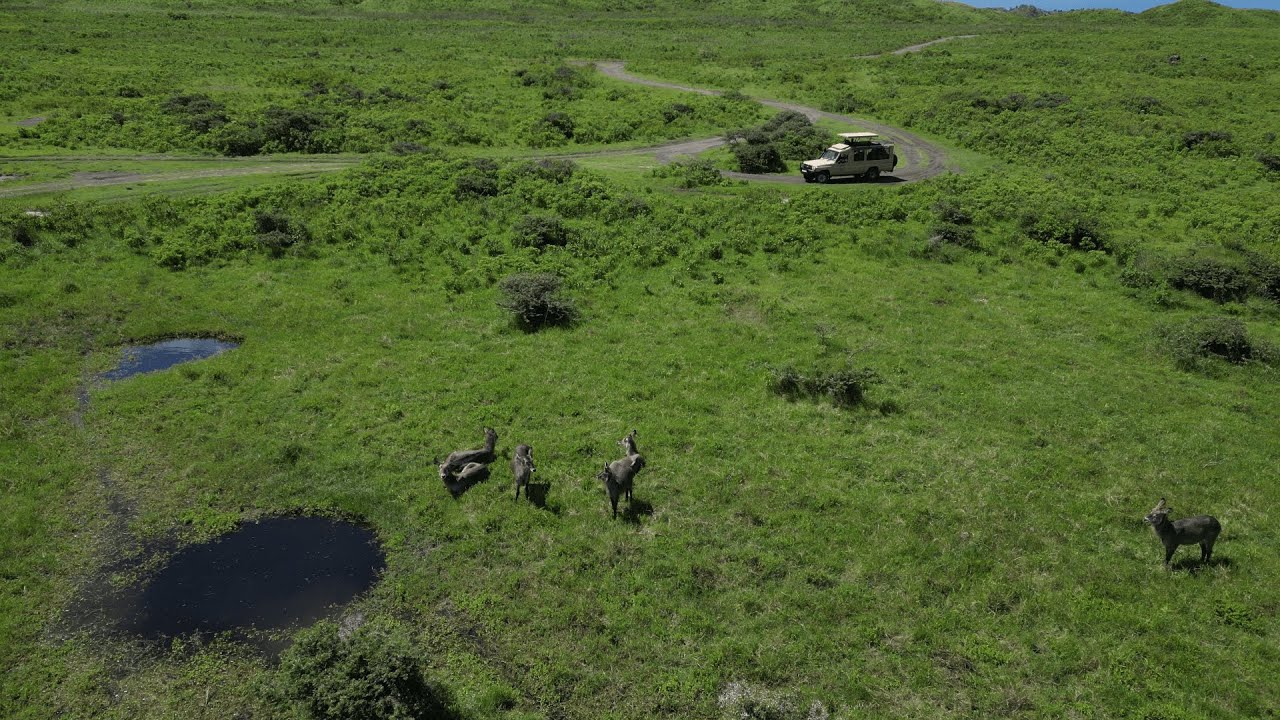 Arusha National Park, Tanzania by Roy Safaris. - YouTube