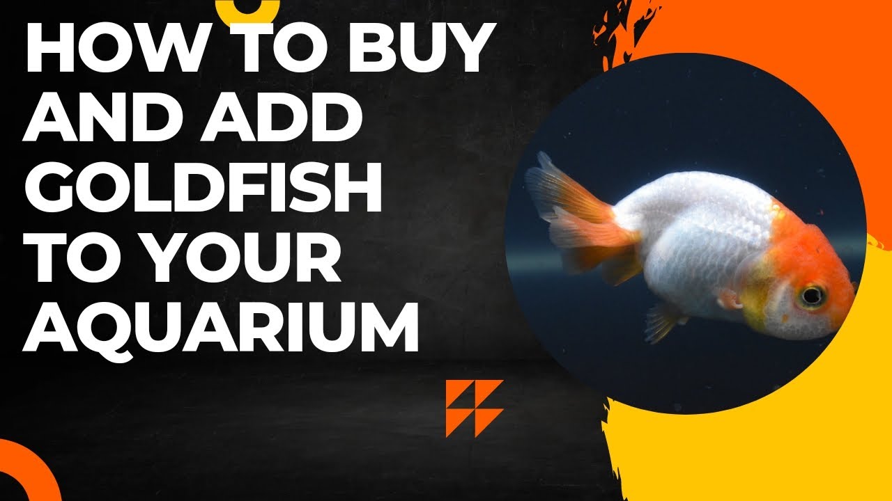 How to buy and add goldfish to your aquarium #anand #aquarium # ...