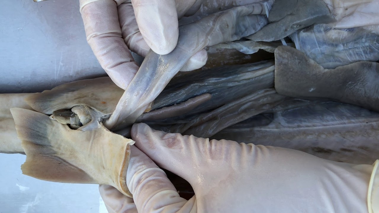 Shark Dissection 4: Rectal Gland - YouTube