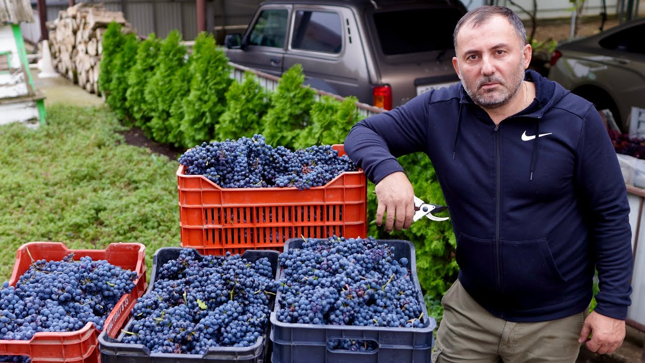 HOMEMADE WINE from HOME-GROWN GRAPES - YouTube