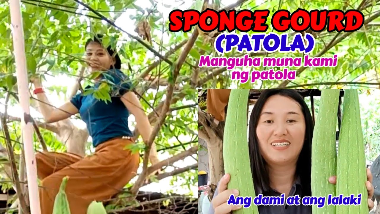 Ito Ang Ganap | Ang Masayang Pangunguha Namin Ng Patola | SPONGE GOURD ...