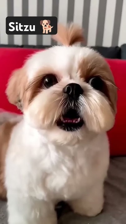 #shihtzumania #dog #shihtzu #puppy #barkingpawz #cute #shitzusogs #doglover #barks #pets # ...