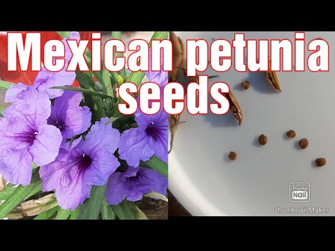 Mexican Petunia / Ruellia Simplex collecting seeds ! - YouTube