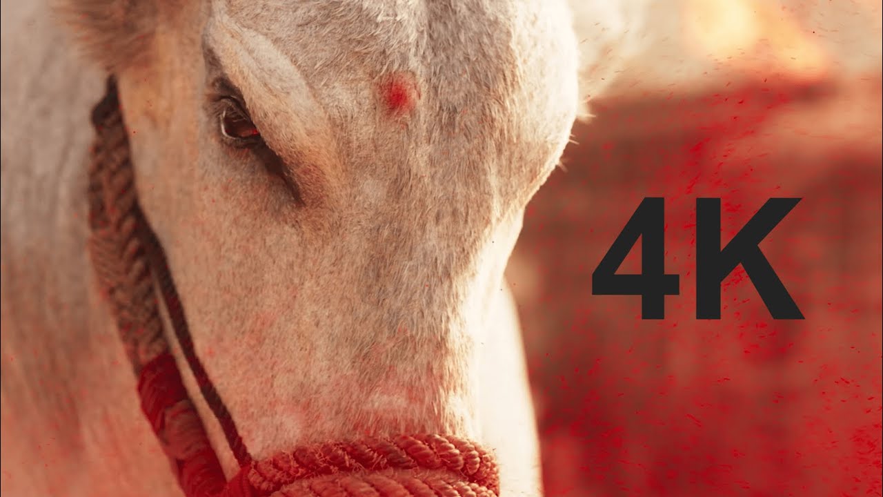 Syeraa Bull Fight Scene 4K - YouTube