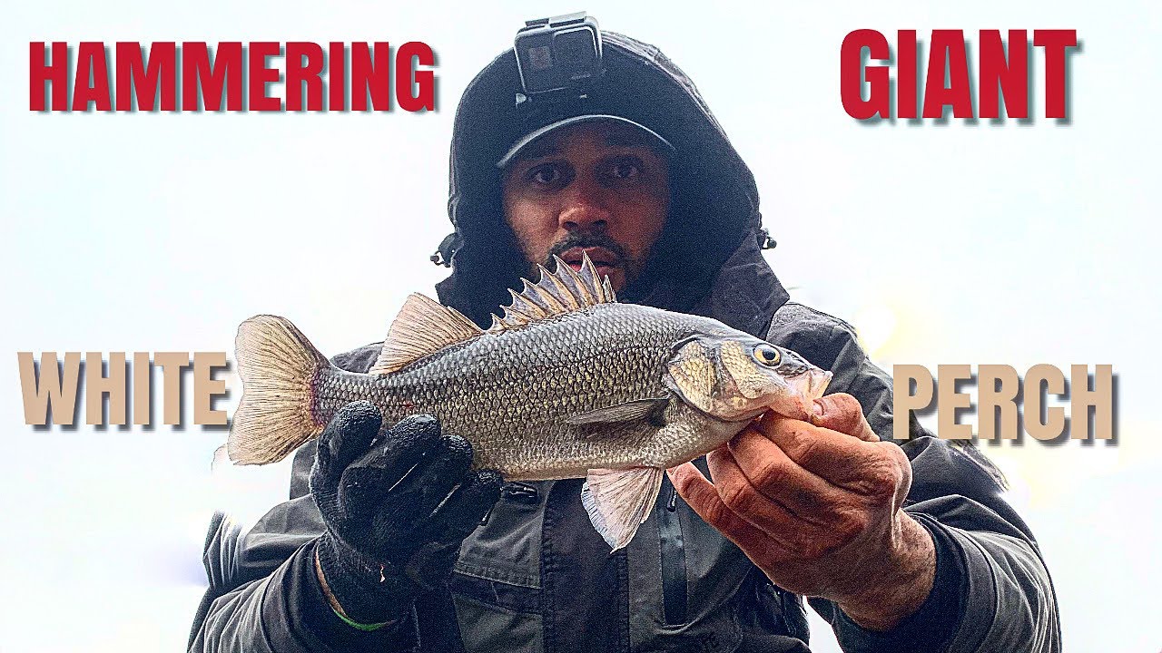 SPRINGTIME GIANT WHITE PERCH - YouTube