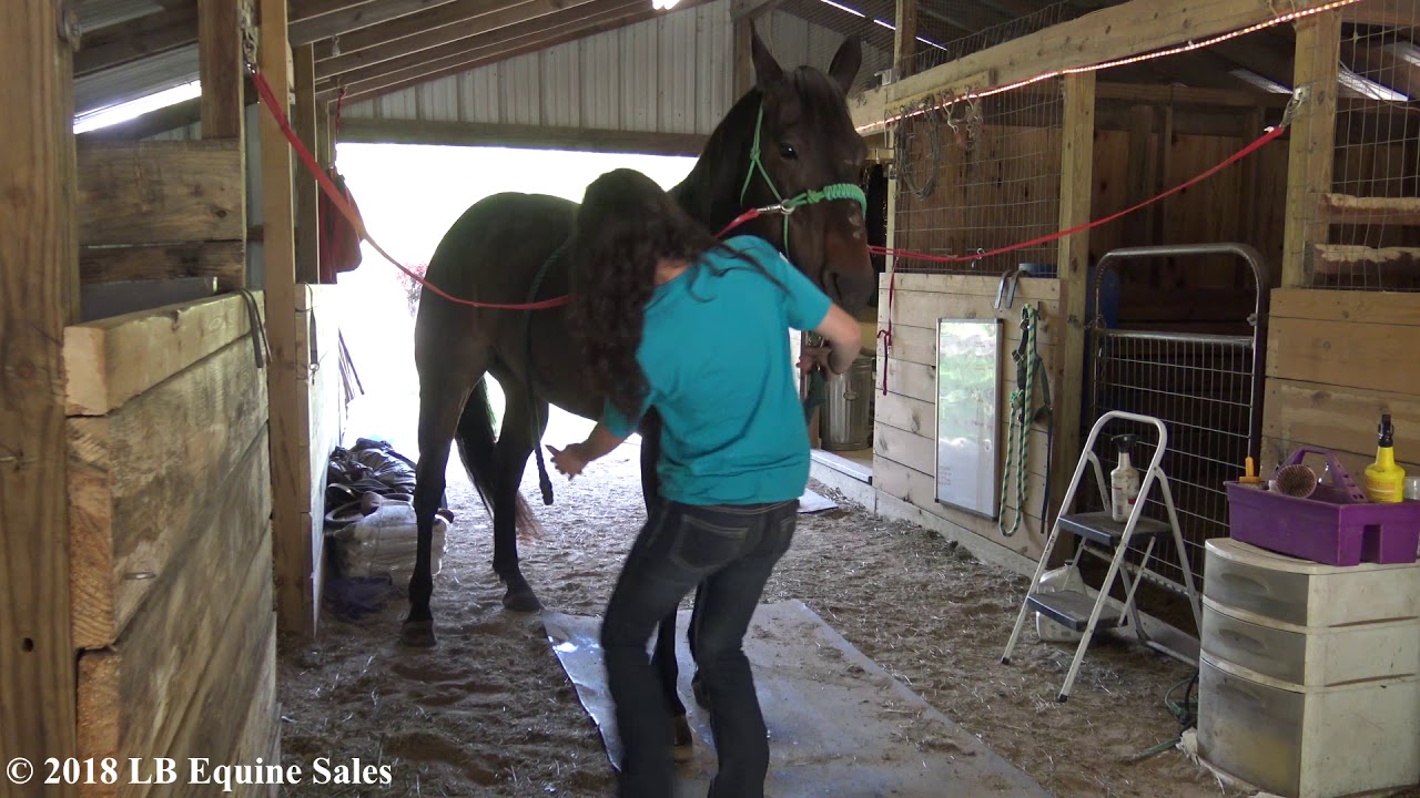 Ms Hollis Hancock - SOLD- Tacking Up for a Ride - gentle beginner ranch ...