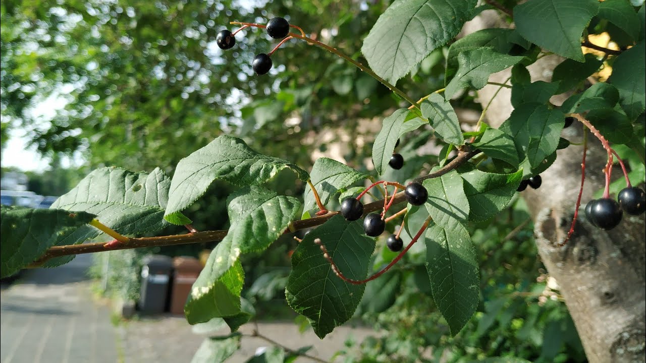 Bird cherry or Hackberry (Prunus padus), may be toxic - YouTube