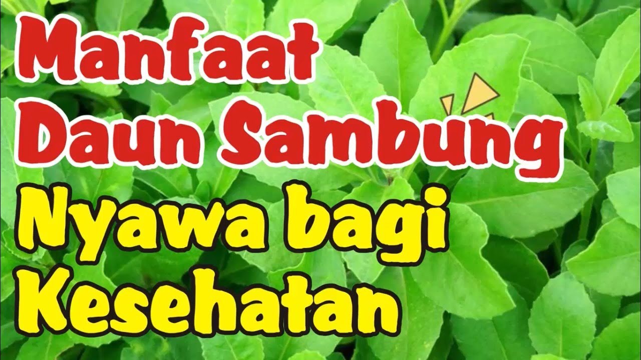 Manfaat Daun Sambung Nyawa bagi Kesehatan - YouTube