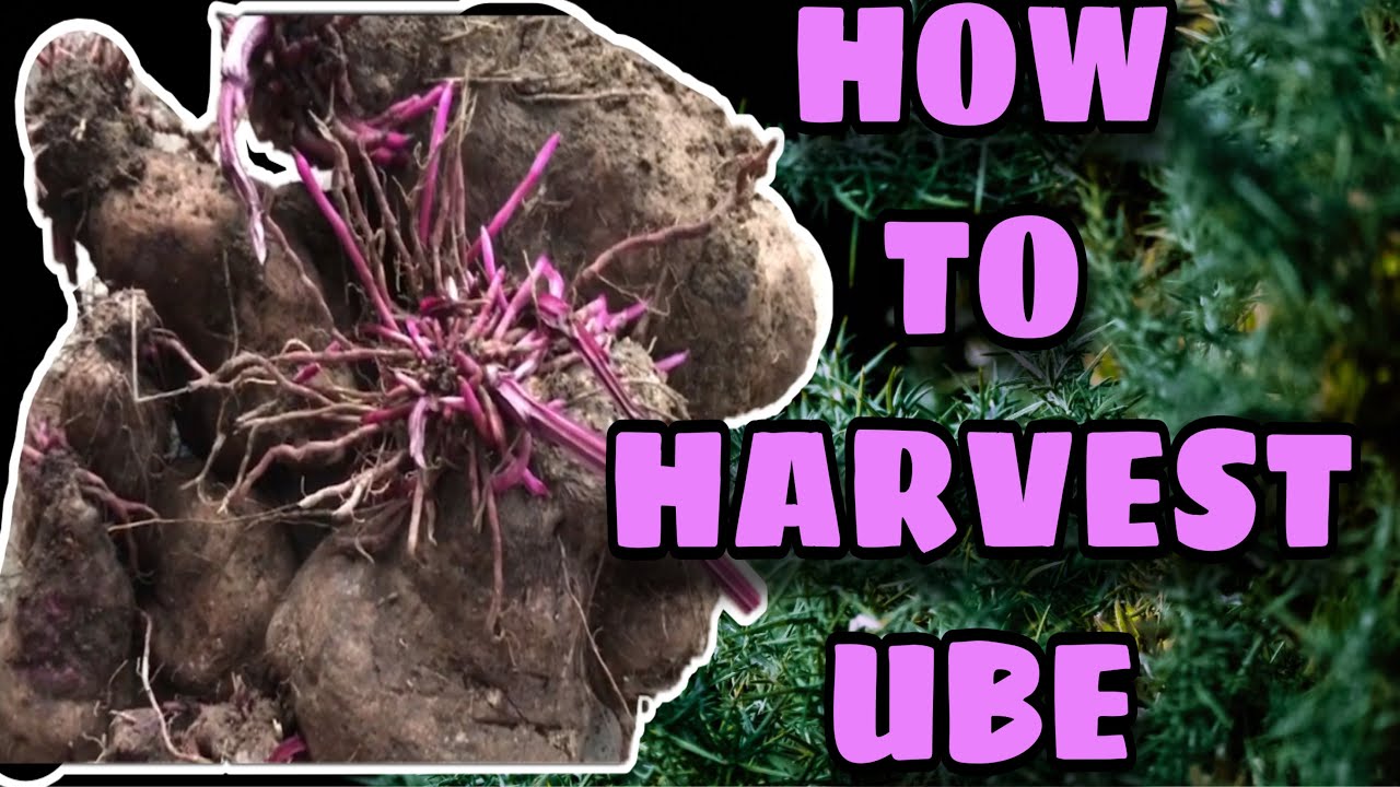 💜HARVEST TAYO UBE! TARA NA|PAANO MAG HARVEST NG UBE |HARVESTING UBE💜 ...