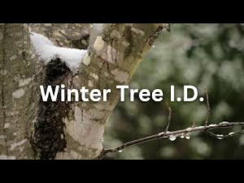 Winter Tree ID January 2024 - YouTube
