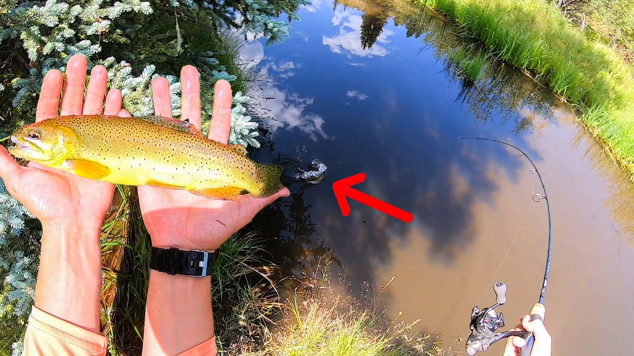 Sight Fishing RARE Apache Trout in Tiny Creek - YouTube