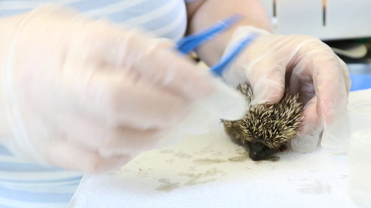 Fly strike - YouTube