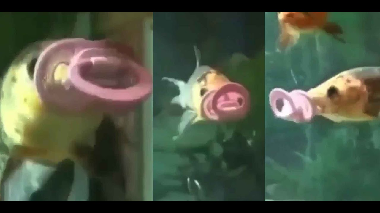Fish With A Pacifier - YouTube