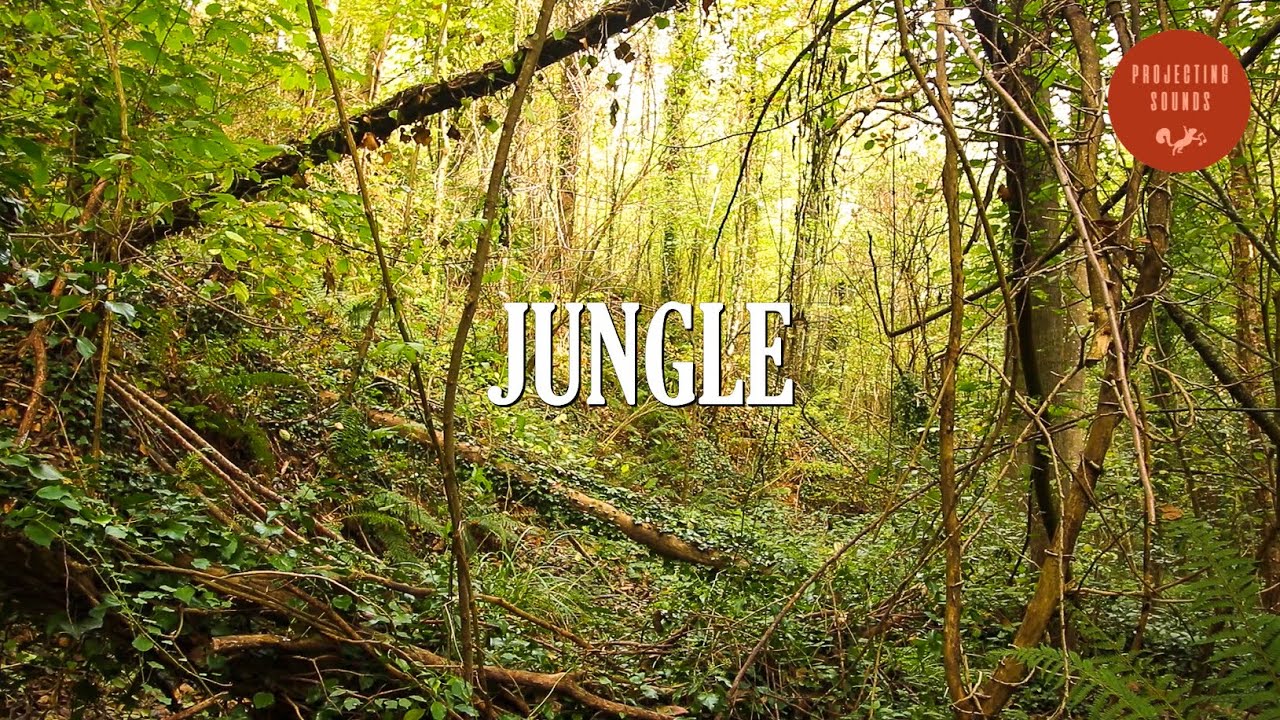 🎵 JUNGLE NATURE SOUNDS AND WOODLAND AMBIENCE, BIRDS SINGING FOR ...