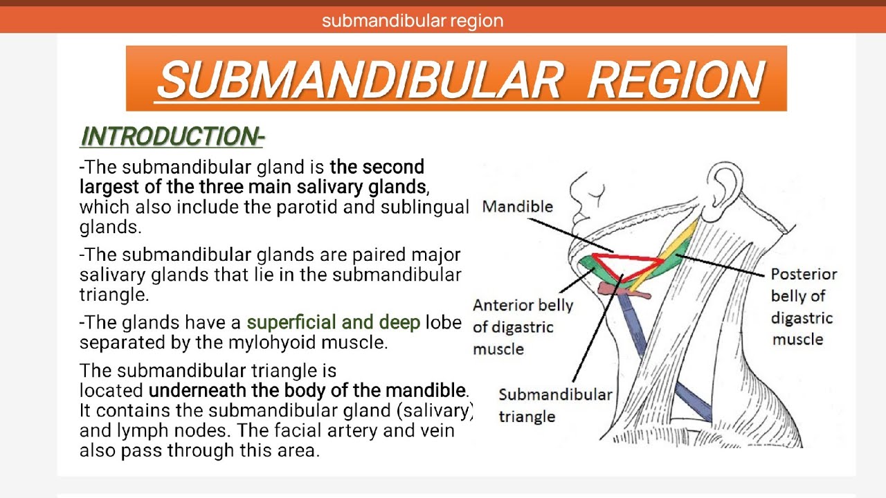 Submandibular Region -Anatomy - YouTube