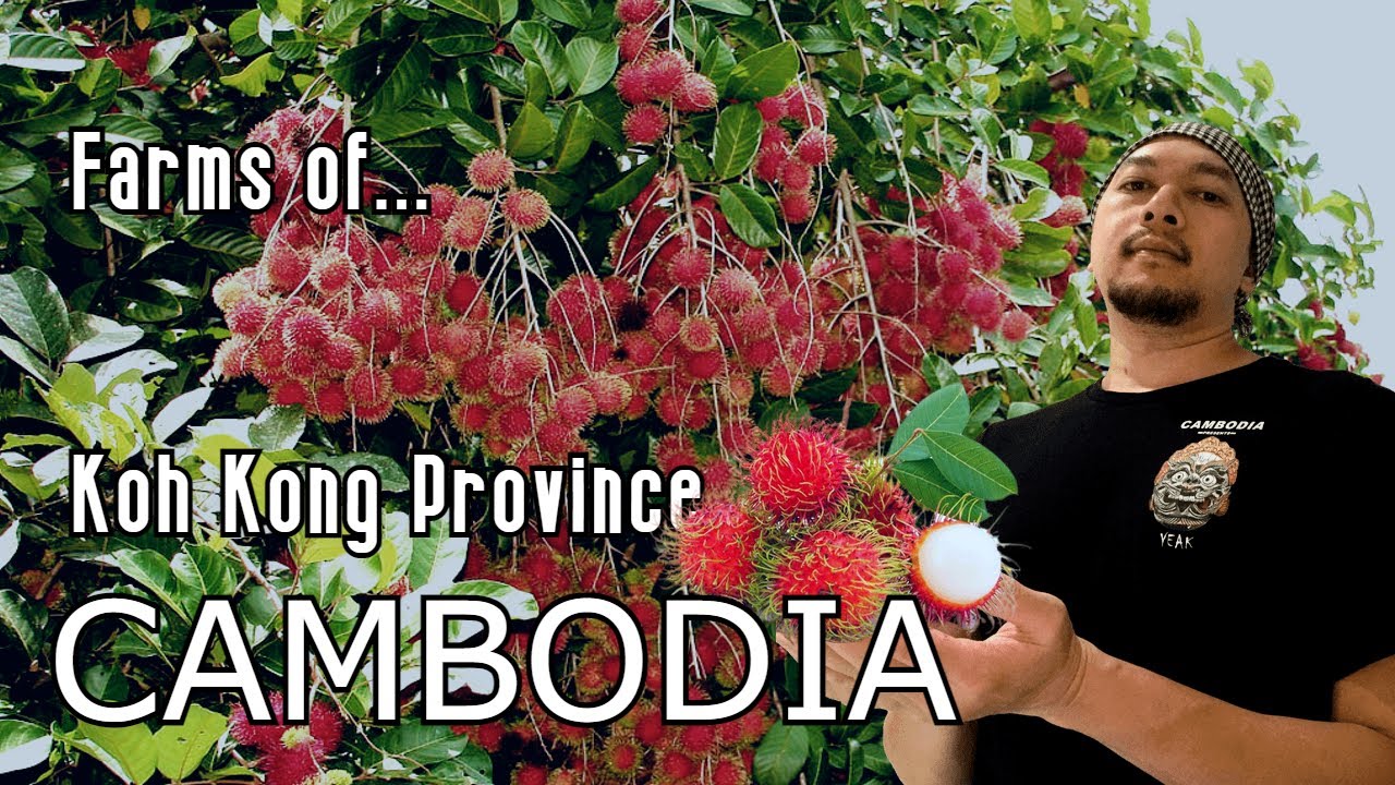 Cambodia 🇰🇭 Koh Kong Farm Tour | Rambutan Farm | Fisherman | Road Trip ...
