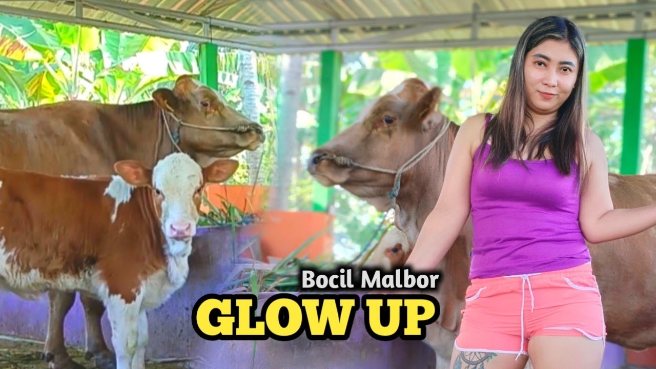 MAIN SAMA BOCIL SAPI MALBOOR ALHAMDULILLAH DAPAT RIZQI - YouTube