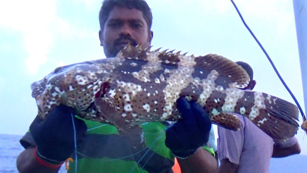 Fishermen catching Goliath Groupers & Snappers - YouTube
