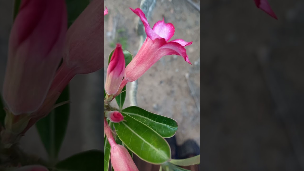 bunga kamboja pink 🌸💞 - YouTube