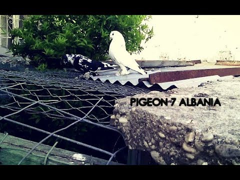 Pellumba albania fier (Pigeon Sport Albania) - YouTube