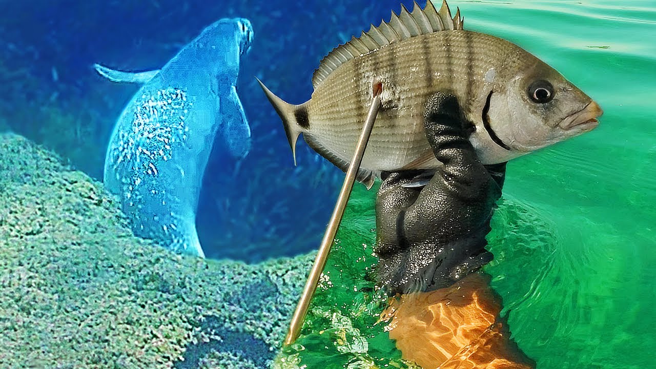 Epic SEAL Encounter On My First Dive Using A Pole Spear! - YouTube