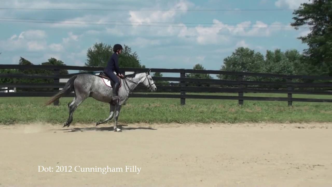 Dot: 2012 Cunningham Filly - YouTube