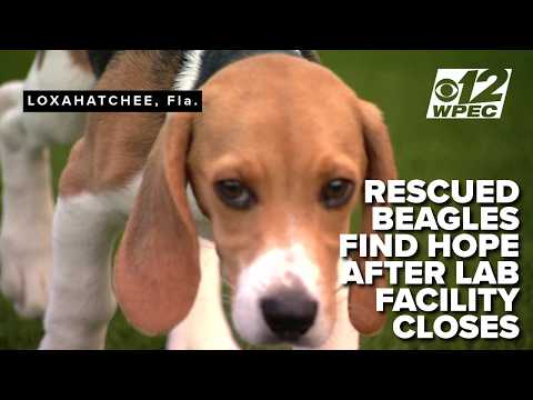 Beagles saved from testing facility find new life in Florida