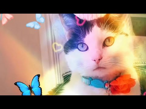 Good Vibes Cat - YouTube