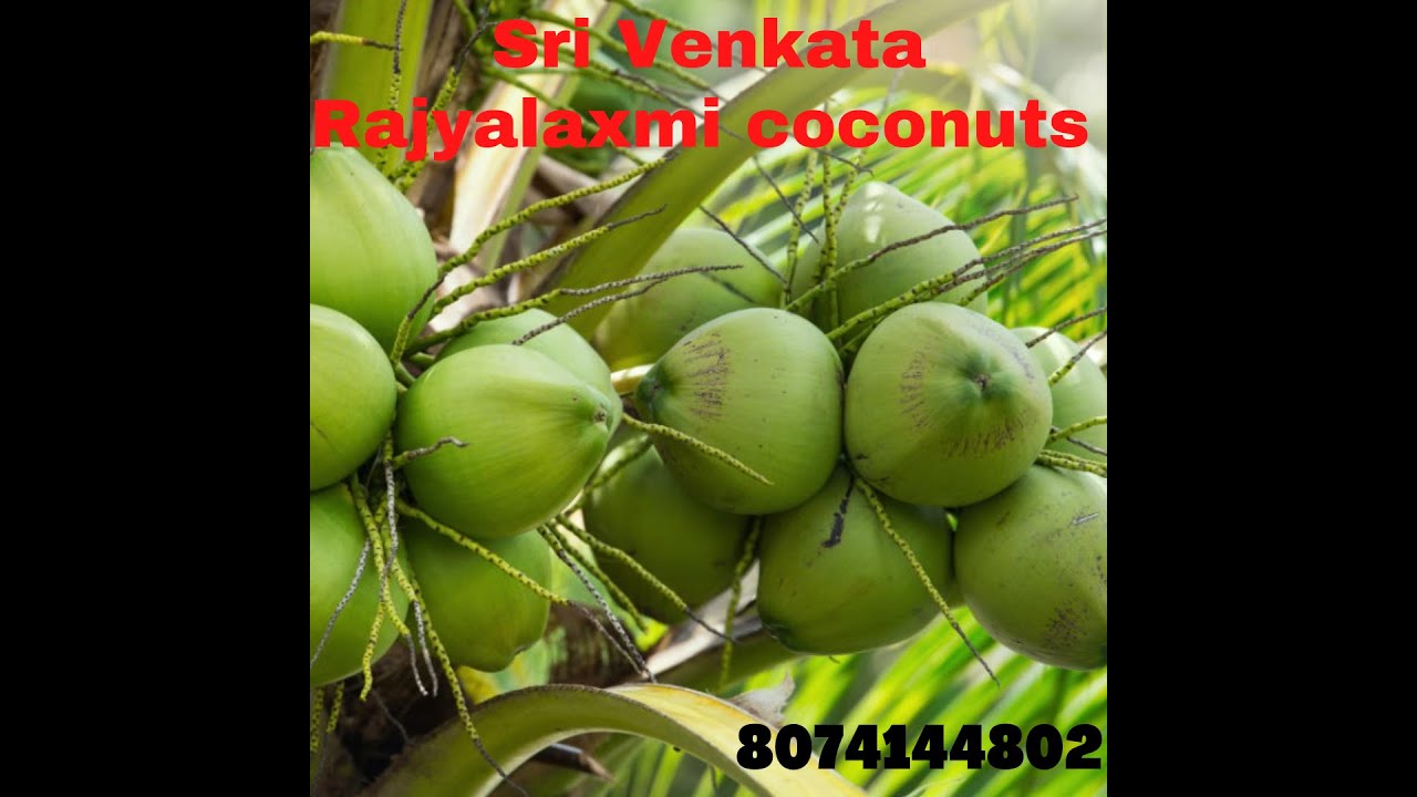 Tender coconut Loading for Gaya(UP) - YouTube