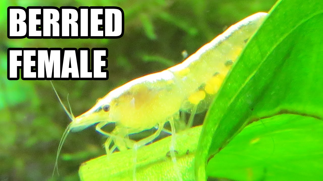 Berried Neon Yellow Shrimp Female Fanning Eggs - YouTube
