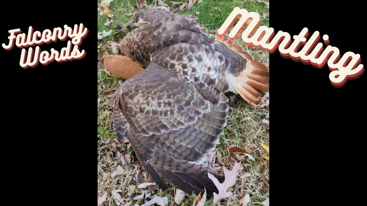 Falconry Words - Mantling - YouTube
