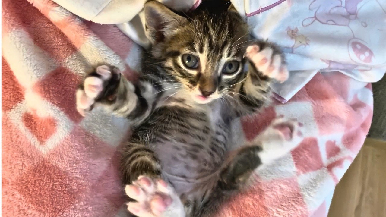 Stray cat gave me her kitten, the kitten cried when I brought it to its ...