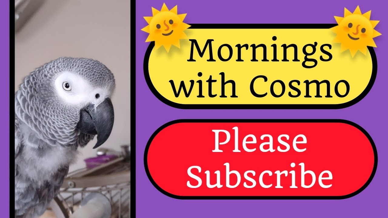 Mornings with Cosmo #animals #birds #parrots #pets #fun #lol #funny # ...