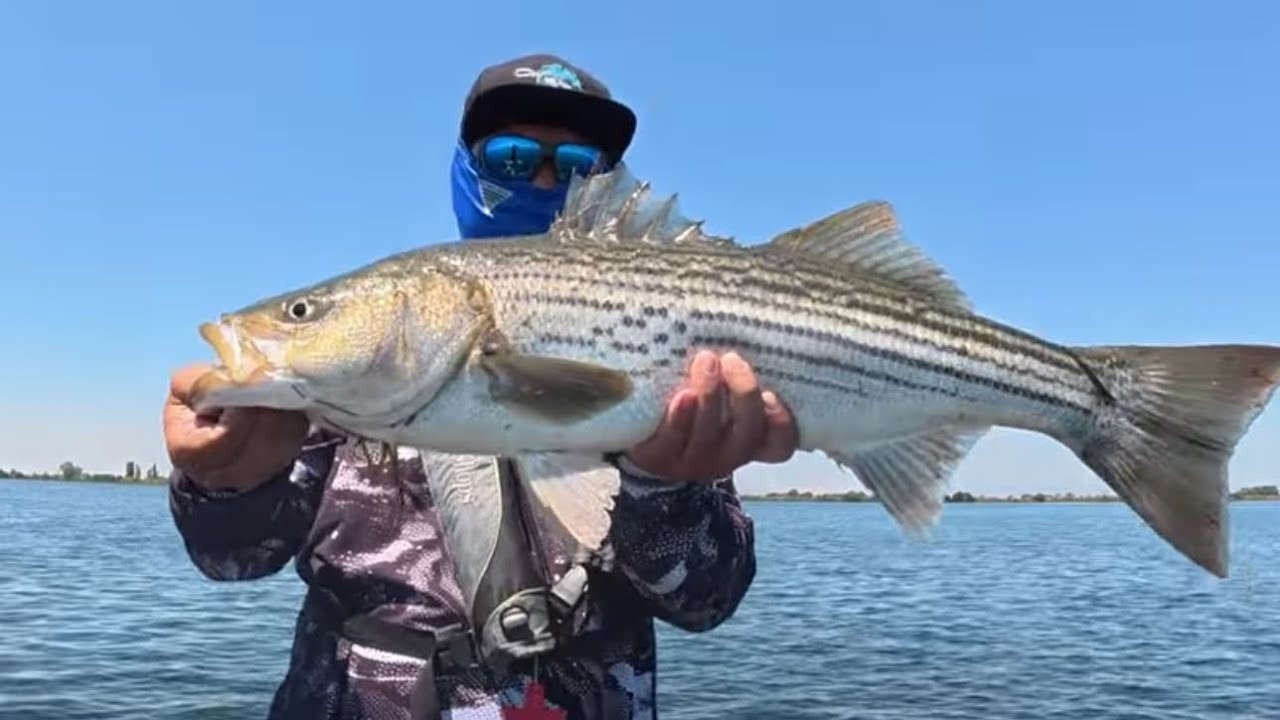 Summer Striper Fishing - YouTube