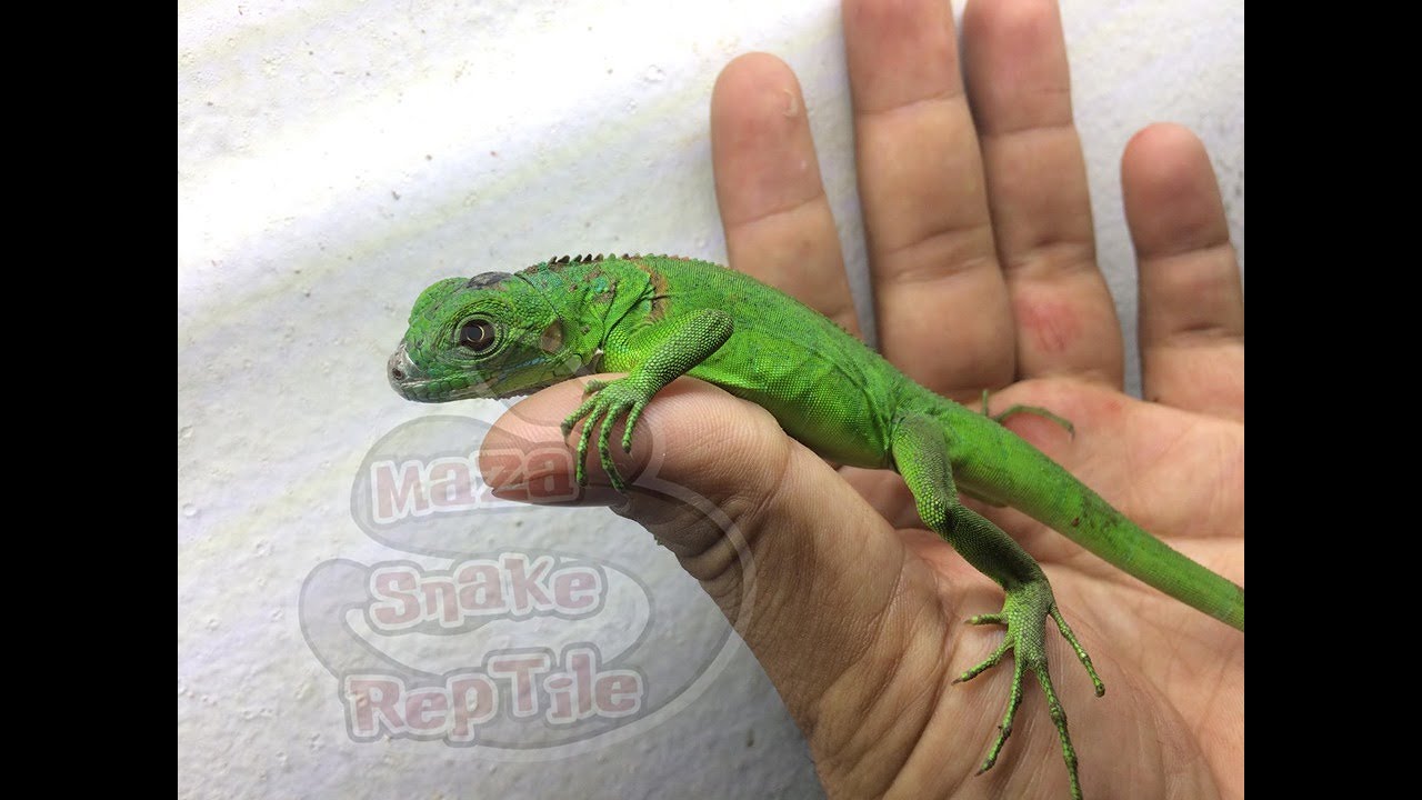 Iguana baby y sus cuidados - YouTube