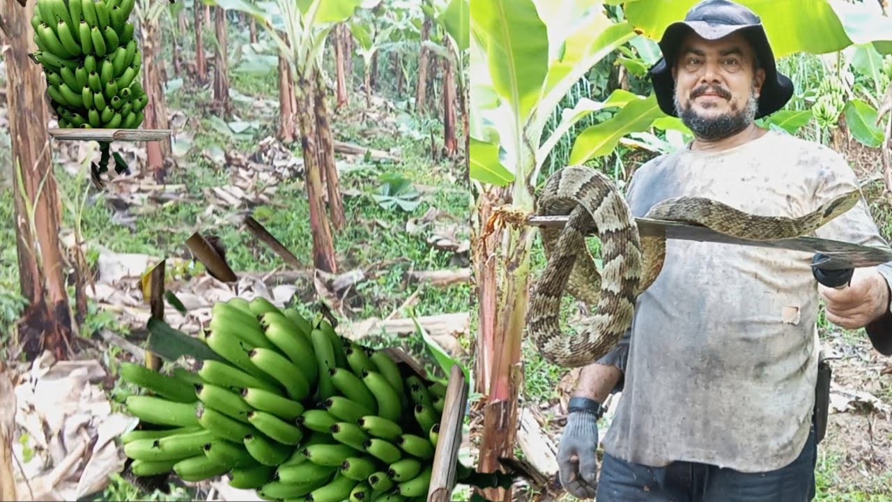 aqui tem de mais esse bicho e um perigo - YouTube