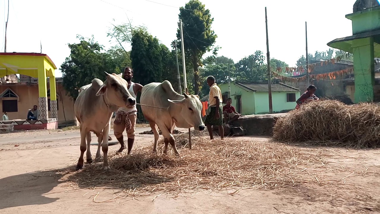 Kukuta, dhanbengela - YouTube