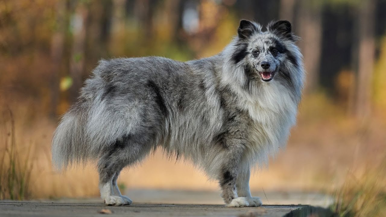The Shetland Sheepdog and Sheltie Mix Characteristics and What to ...