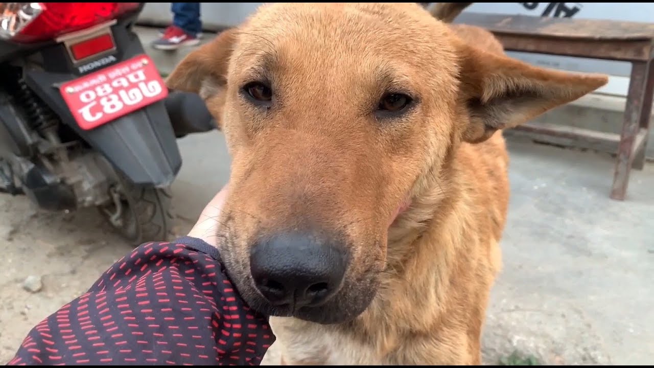 Nepal Stray Dog Support Live ️ - YouTube