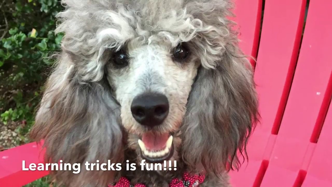 Surf advanced Dog Tricks YouTube surf-advanced-dog-tricks-youtube